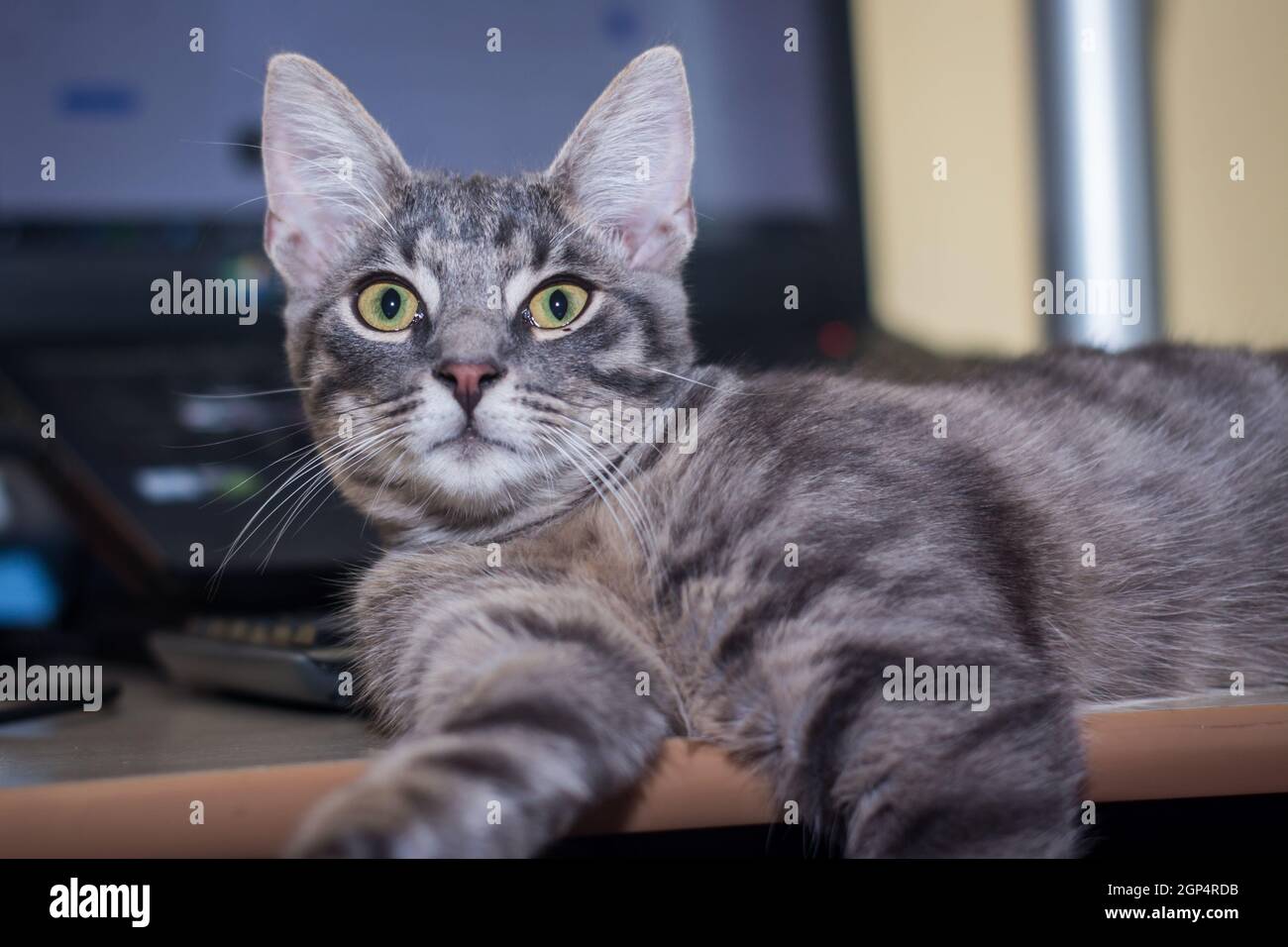 Adorable fluffy cat sitting on a desk with computer behind Stock Photo ...