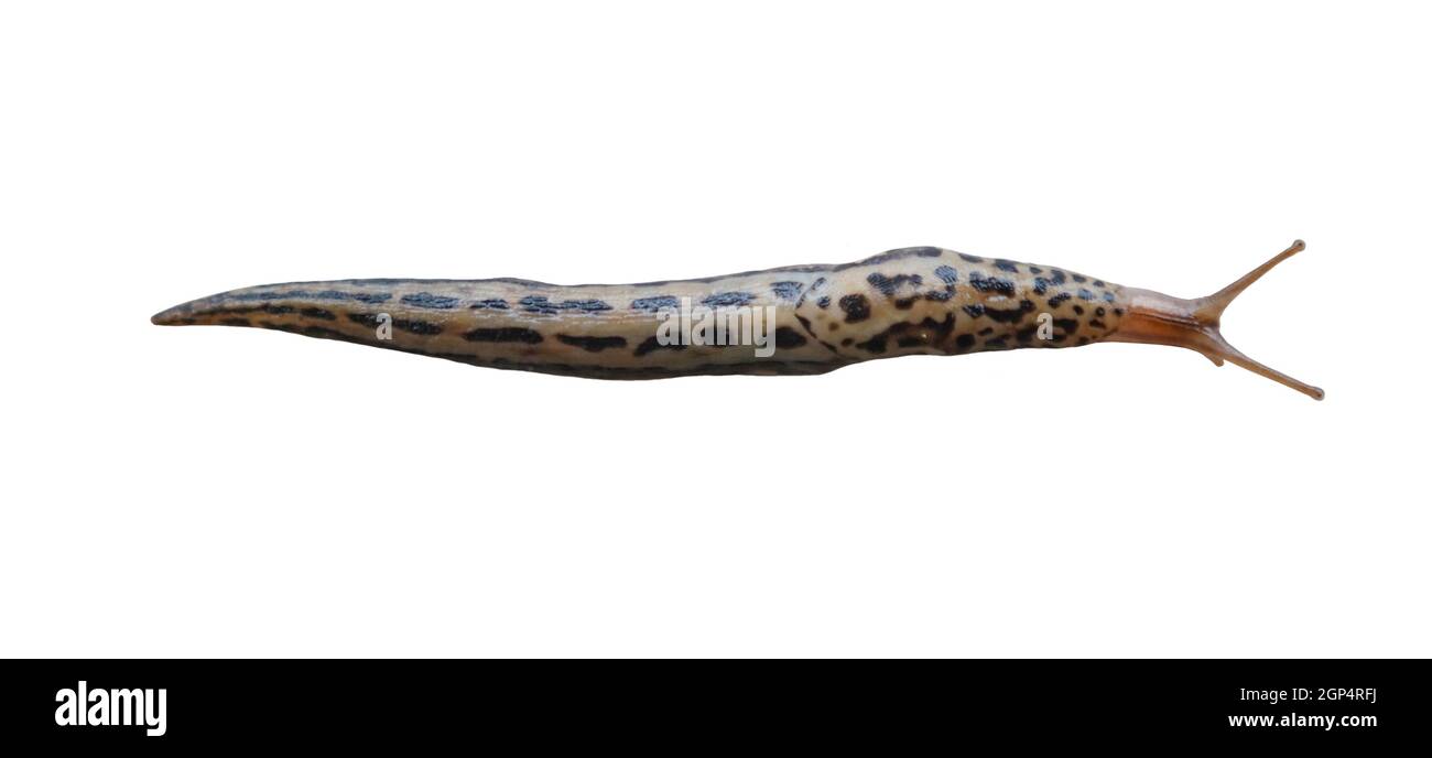 Gastropods slug on an isolated white background Stock Photo - Alamy