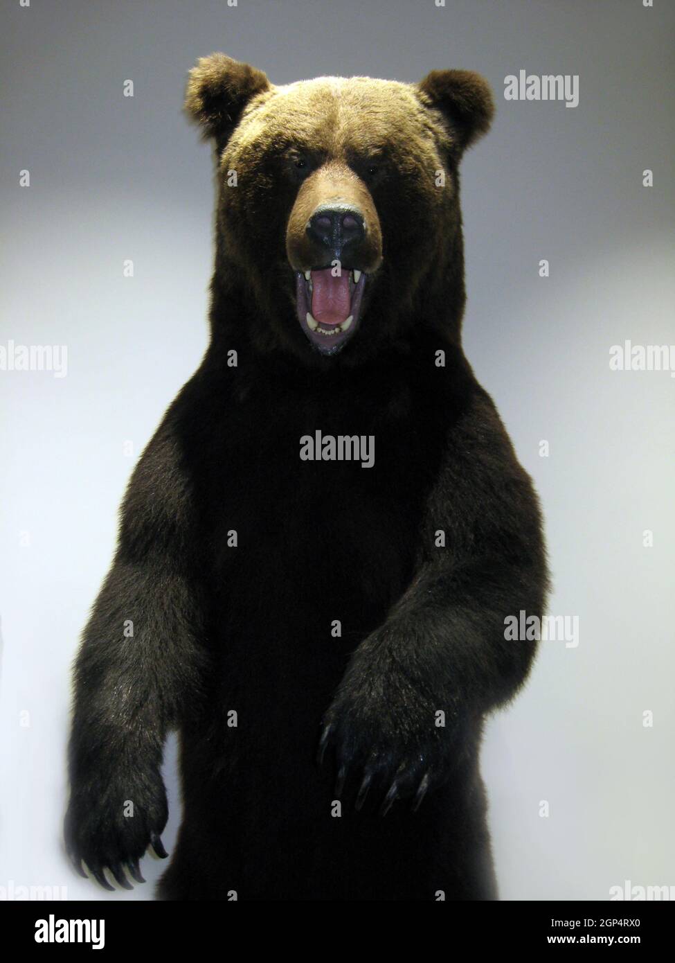 Big Scary Bear