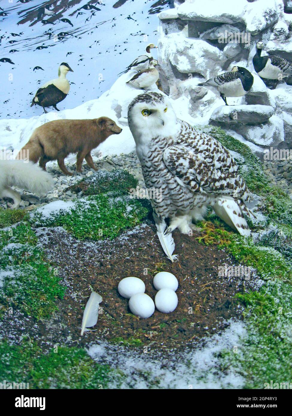 Snowy owl at the nest with eggs. Fauna of Arctic Circle. Long-tailed ...