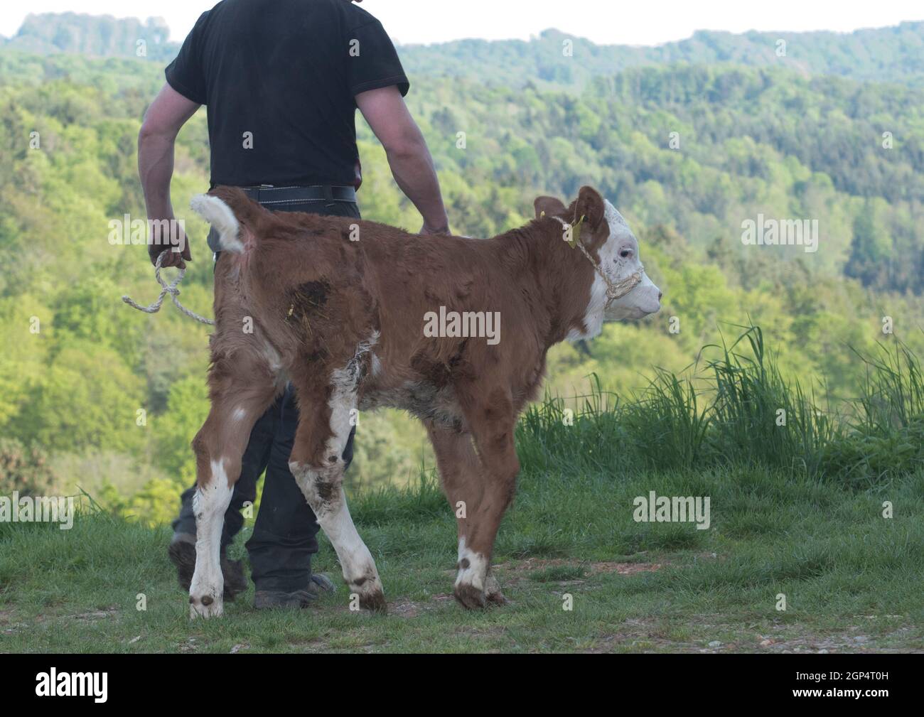 Calf young animal hi-res stock photography and images - Alamy
