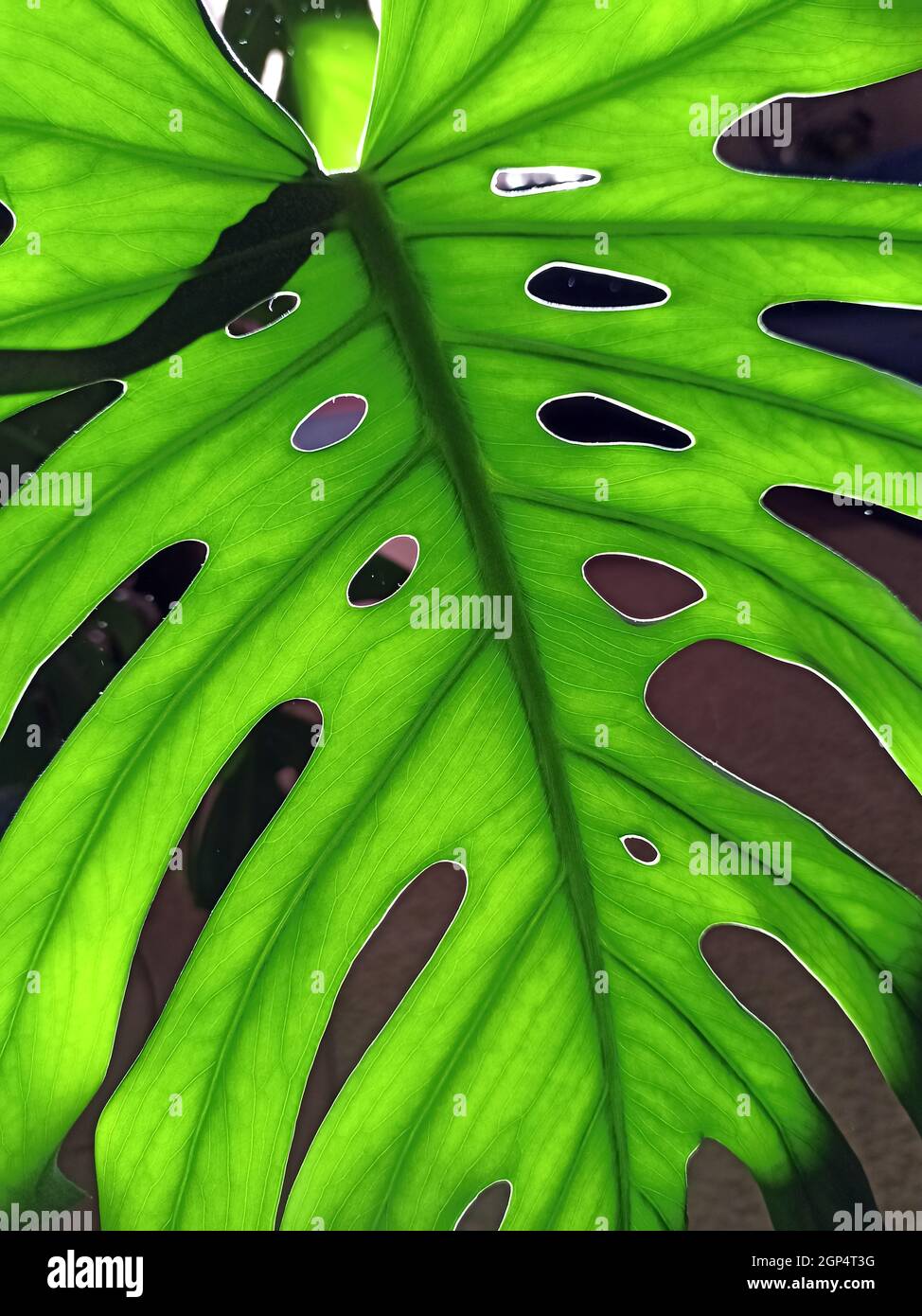 Green monstera leaf. Natural texture. Pattern from green leaf of plant ...