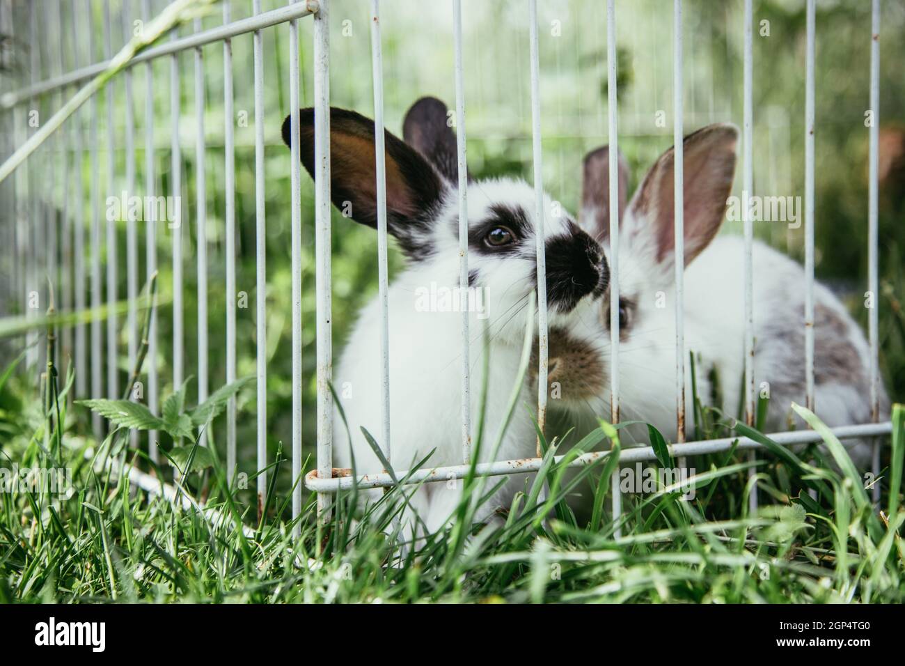 Little bunnies are sitting in an outdoor compound. Green grass, spring ...