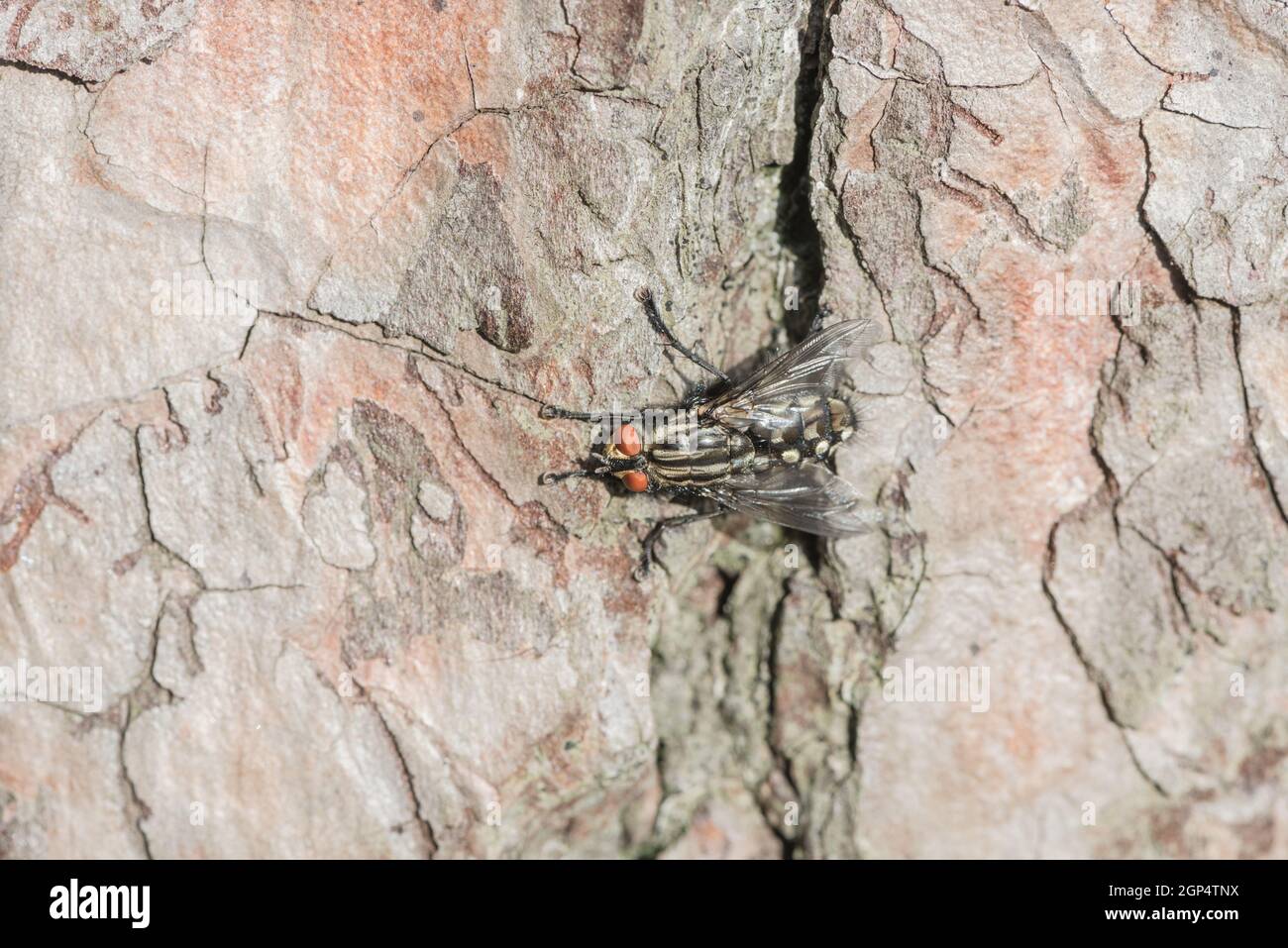 Sarcophaga sp hi-res stock photography and images - Alamy