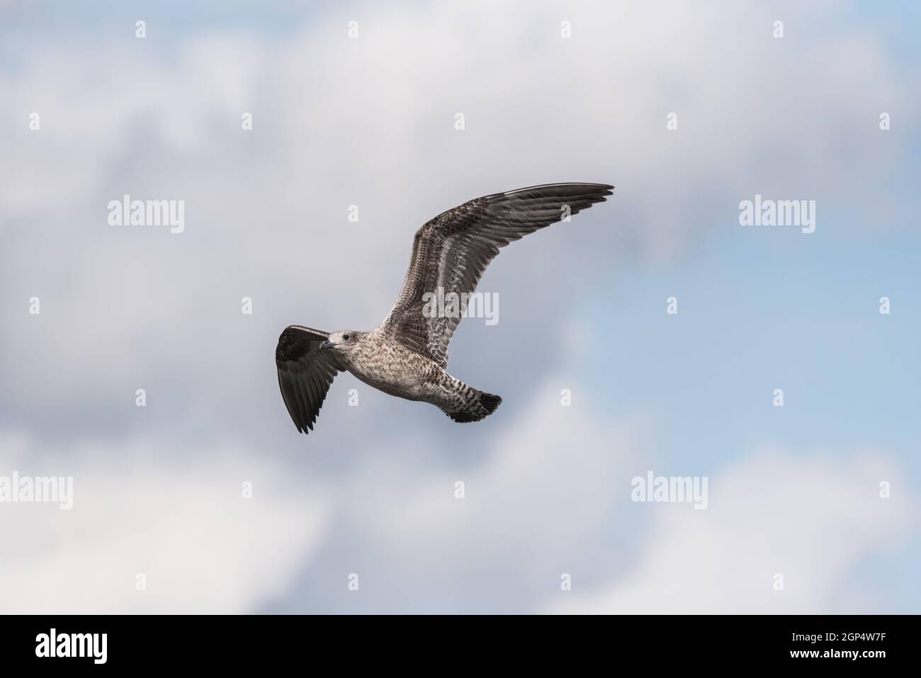 Lesser Black-Backed Gull (Larus fuscus Stock Photo - Alamy