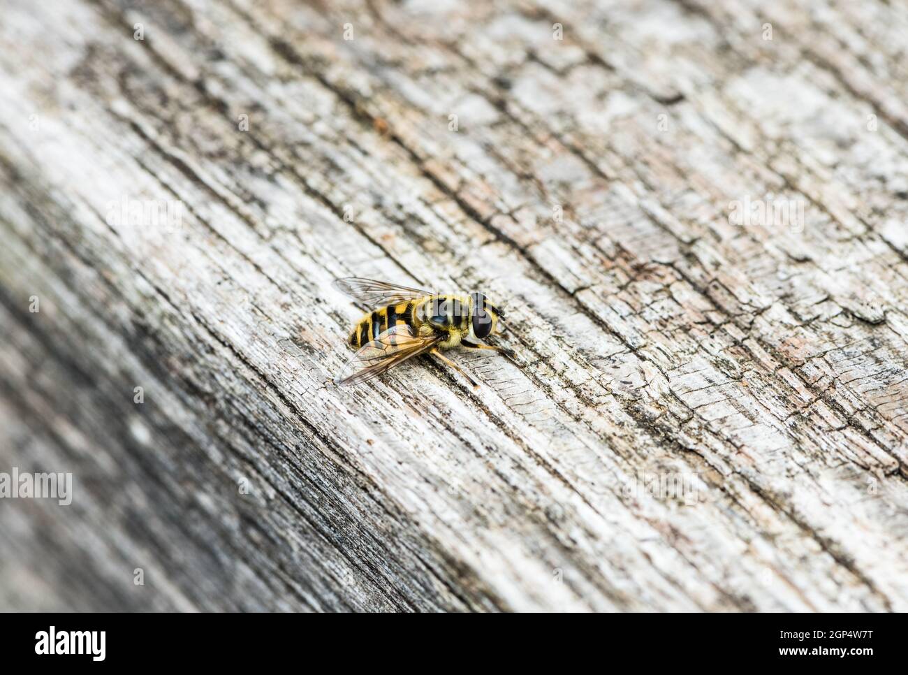 Batman Hoverfly (Myathropa florea Stock Photo - Alamy