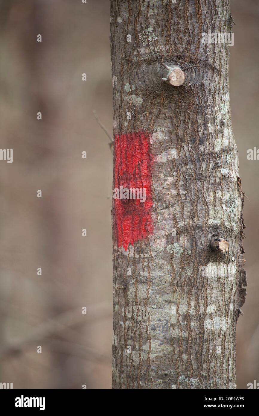 Single red mark painted on a small tree Stock Photo - Alamy