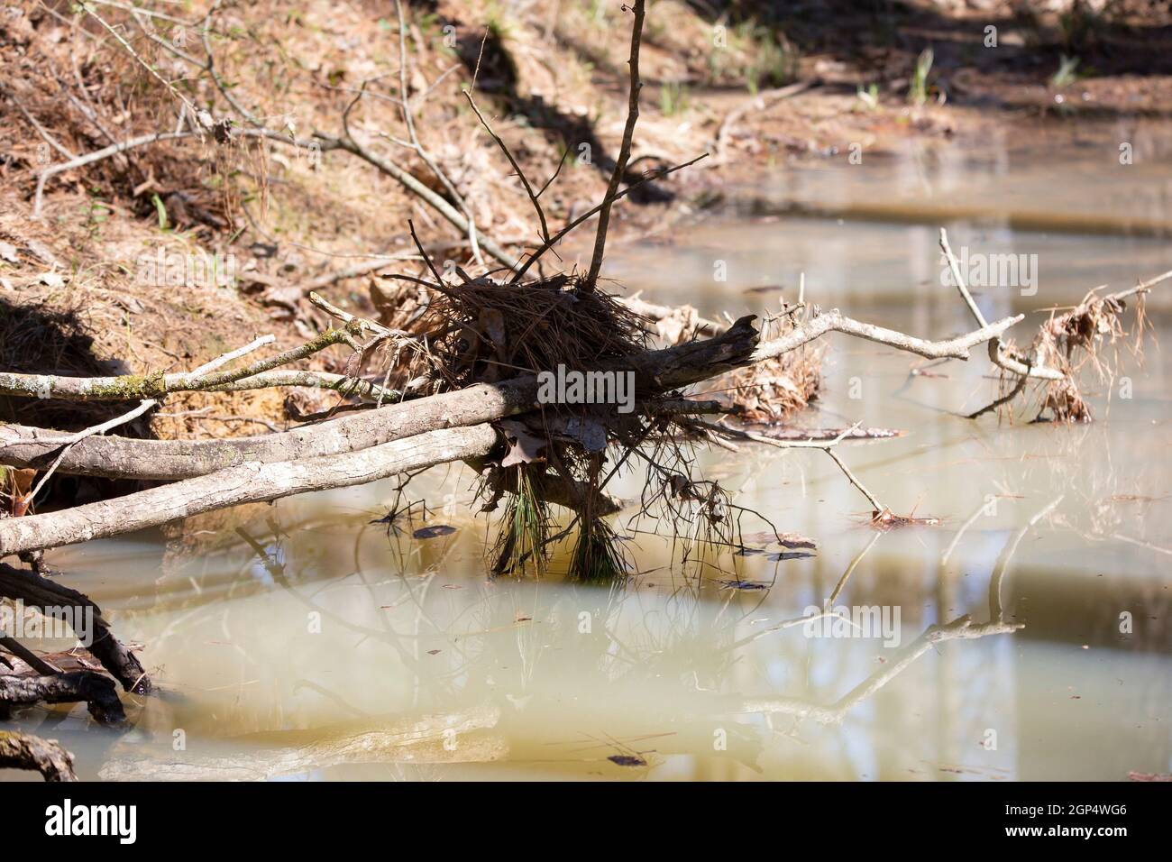 Pine-straw covered tree limbs fallen partially across a creek Stock ...