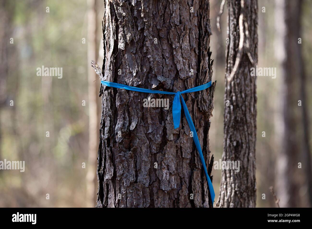 Blue ribbon marking a pine tree in the forest Stock Photo - Alamy