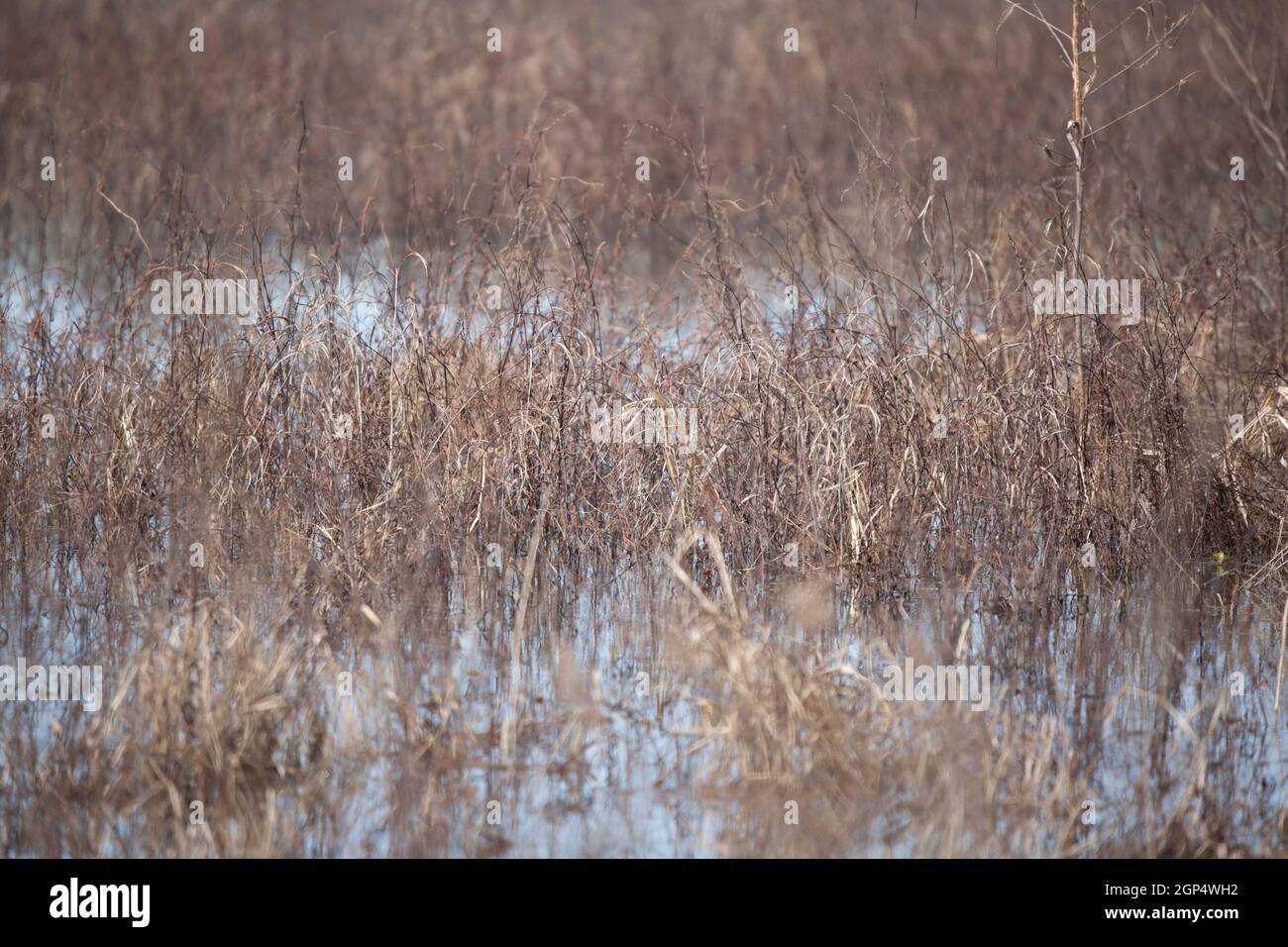 Dry grass growing throughout the shallow edge of a swamp Stock Photo ...