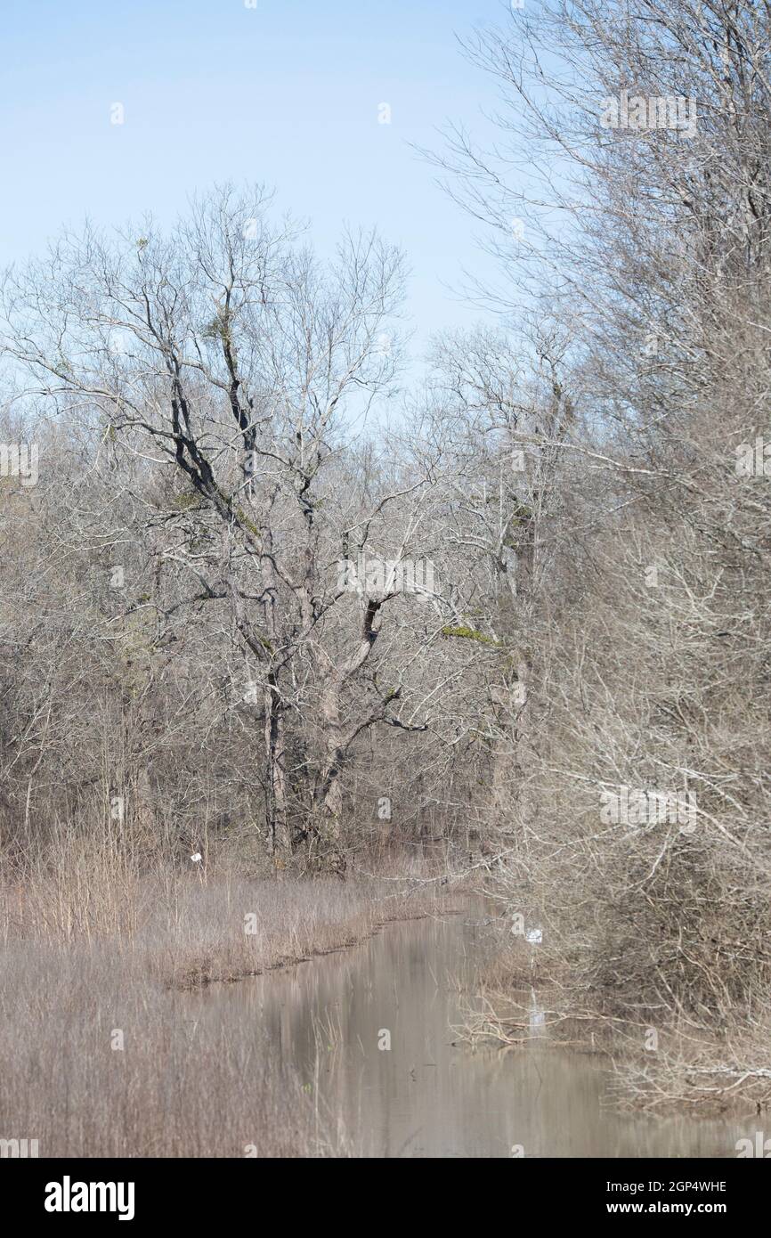 Swamp water stream running through bushes and trees Stock Photo - Alamy
