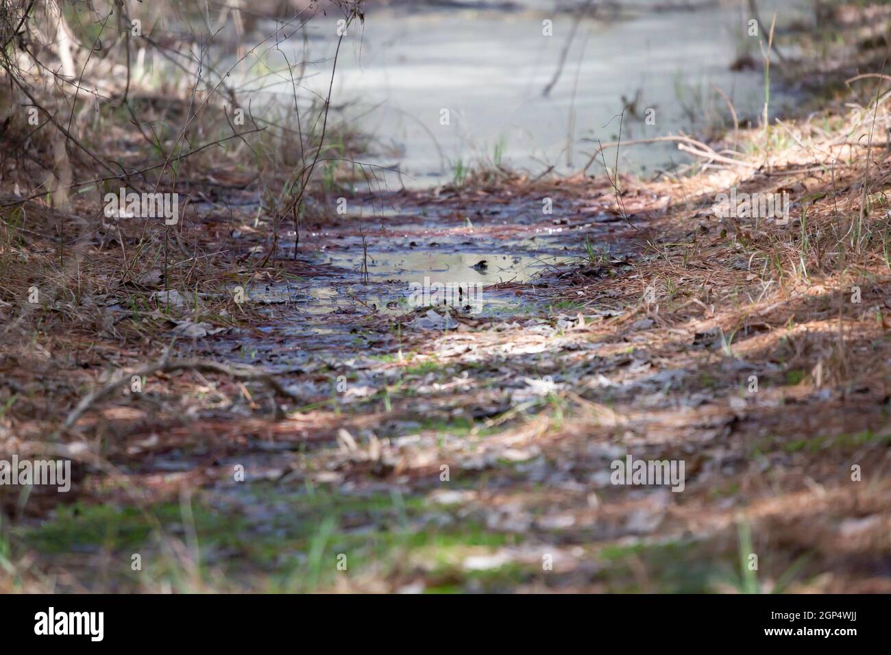 Shallow puddle pooling in the middle of a forest Stock Photo - Alamy