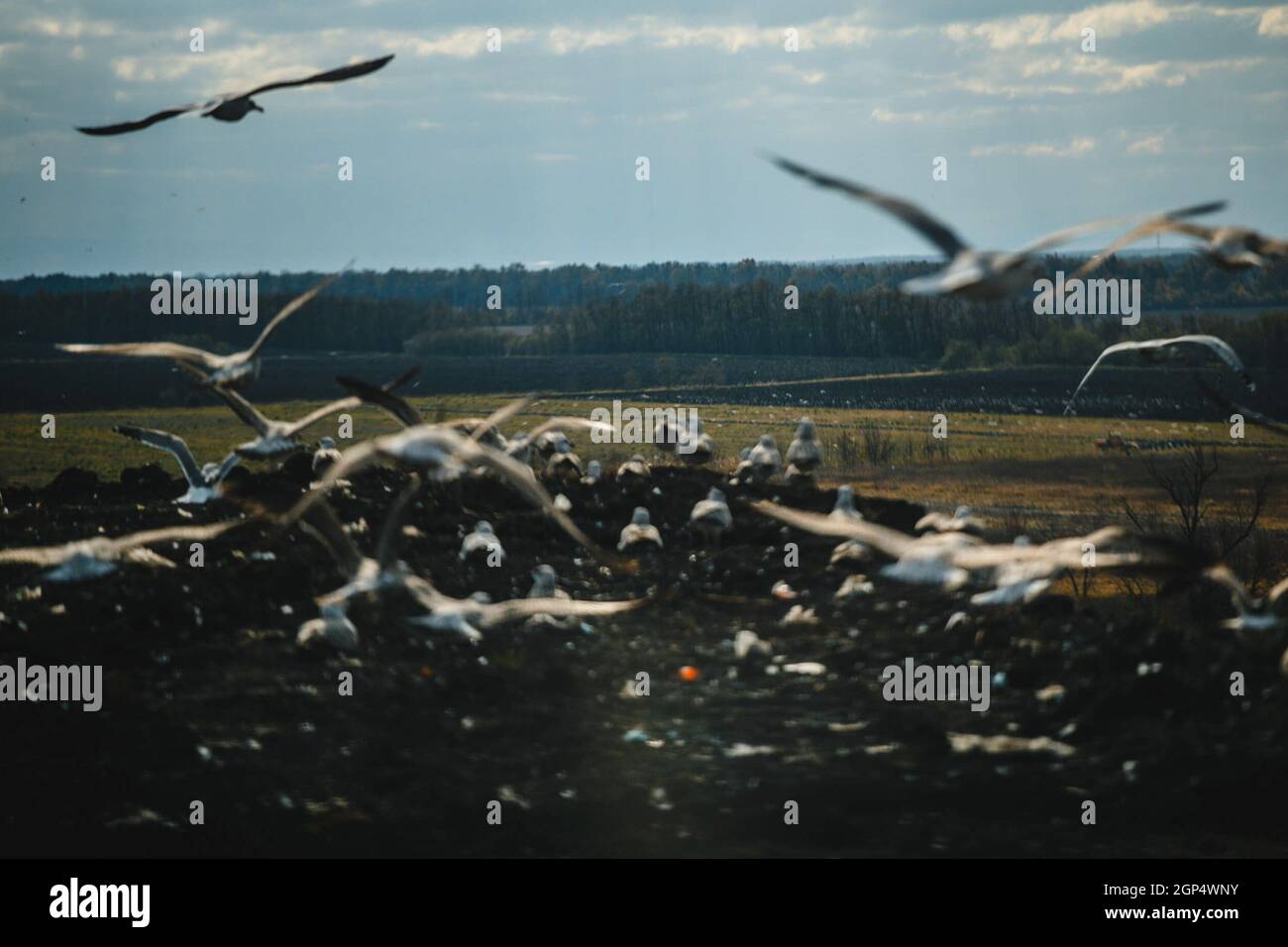 A flock of seagulls in the dump. Birds at the landfill Stock Photo - Alamy
