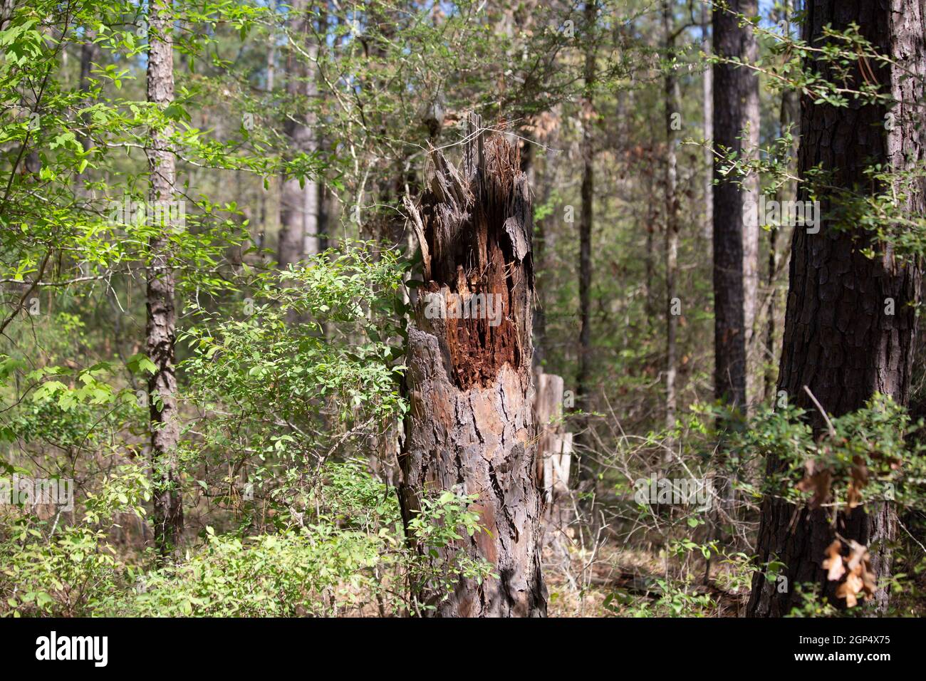Jagged tree stump hi-res stock photography and images - Alamy