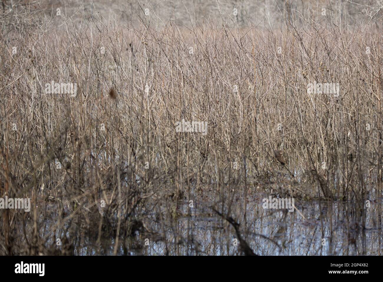 Dried reeds and bushes growing in a swamp Stock Photo - Alamy
