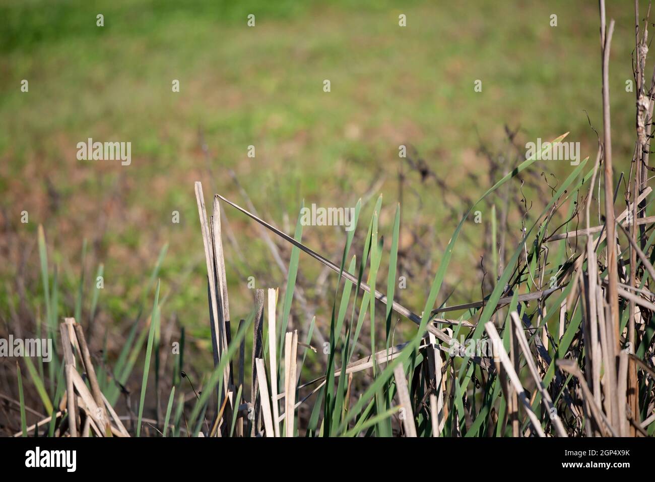 Tall grass lining the edge of a well-manicured yard Stock Photo - Alamy