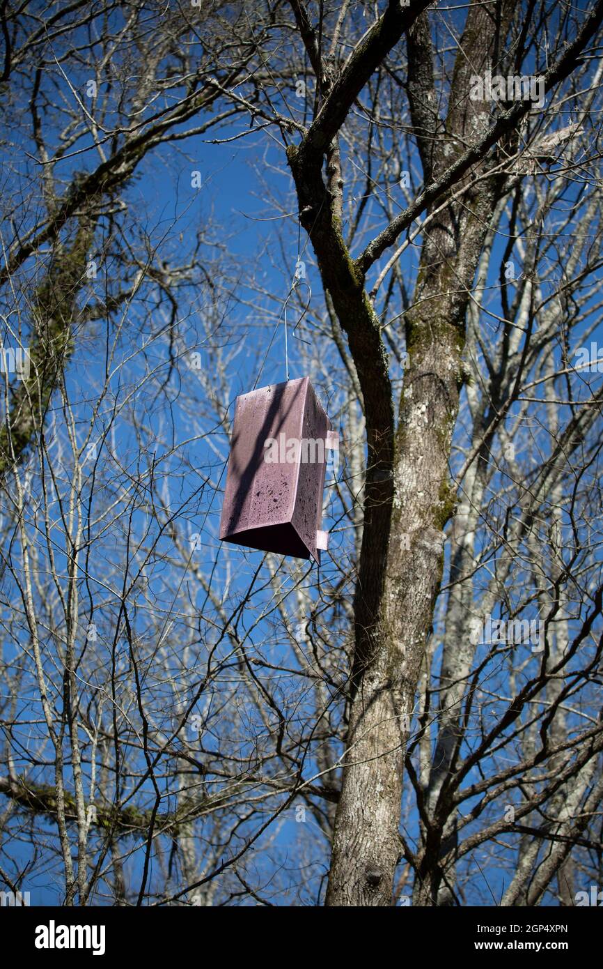 Trap set in an ash tree to catch beetles Stock Photo - Alamy