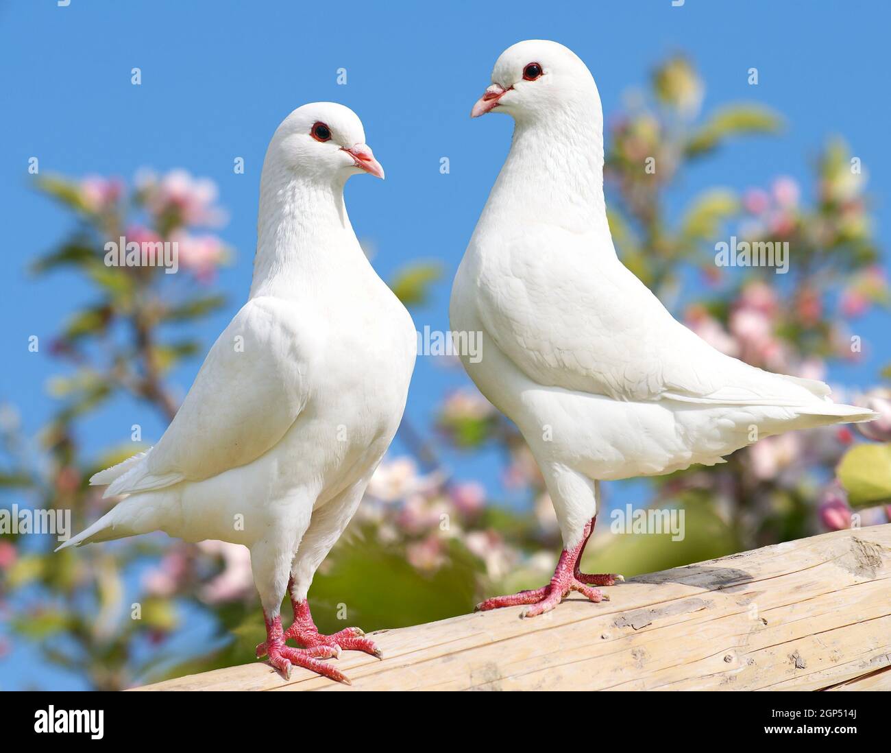 White Dove Birds
