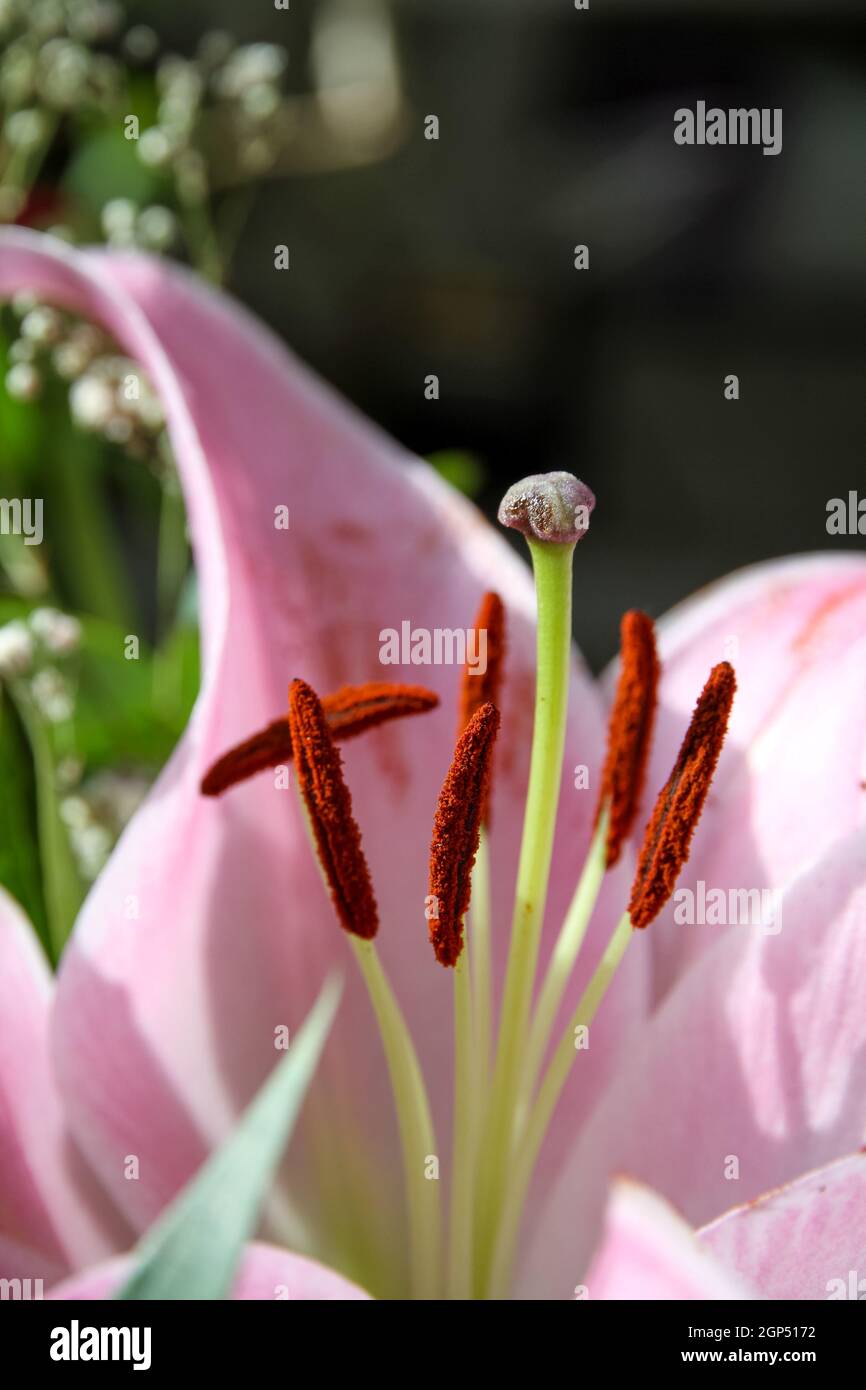 Lily flower macro view. Colorful background wallpaper Stock Photo - Alamy
