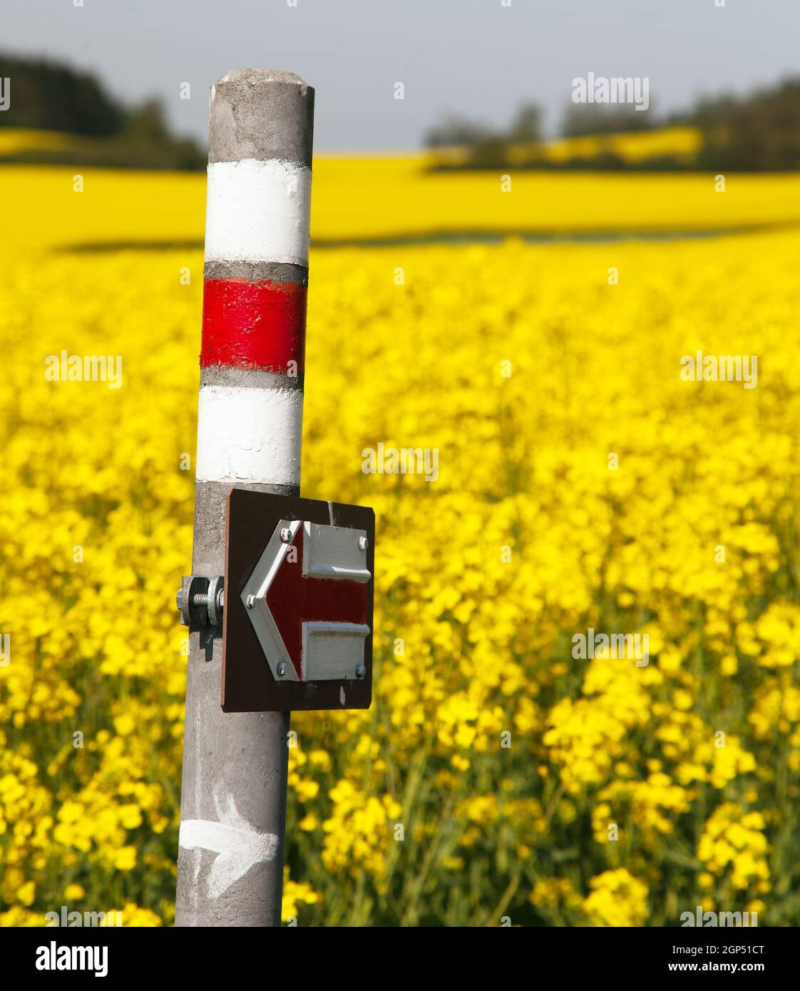 View of golden flowering rapeseed field with tourist sign Stock Photo ...