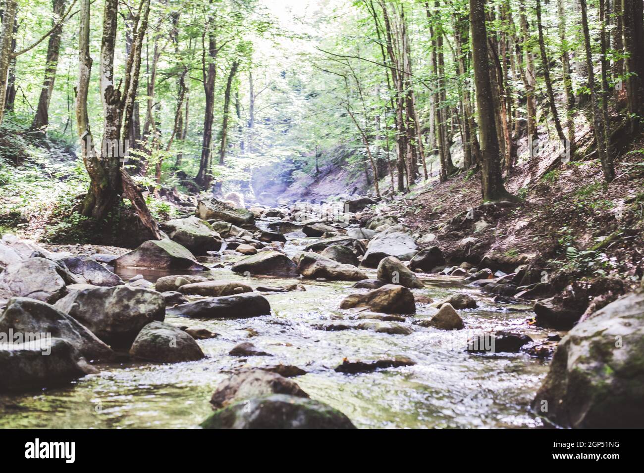 Mountain River Stream Through Summer Forest. Clear Water. Day In Nature ...