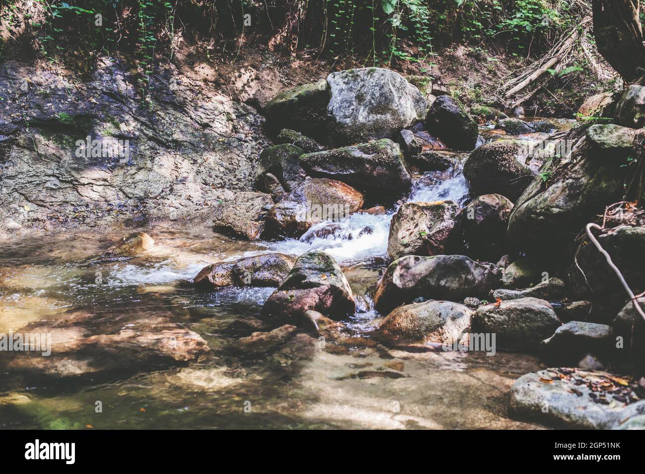 Mountain River Stream Through Summer Forest. Clear Water. Day In Nature ...
