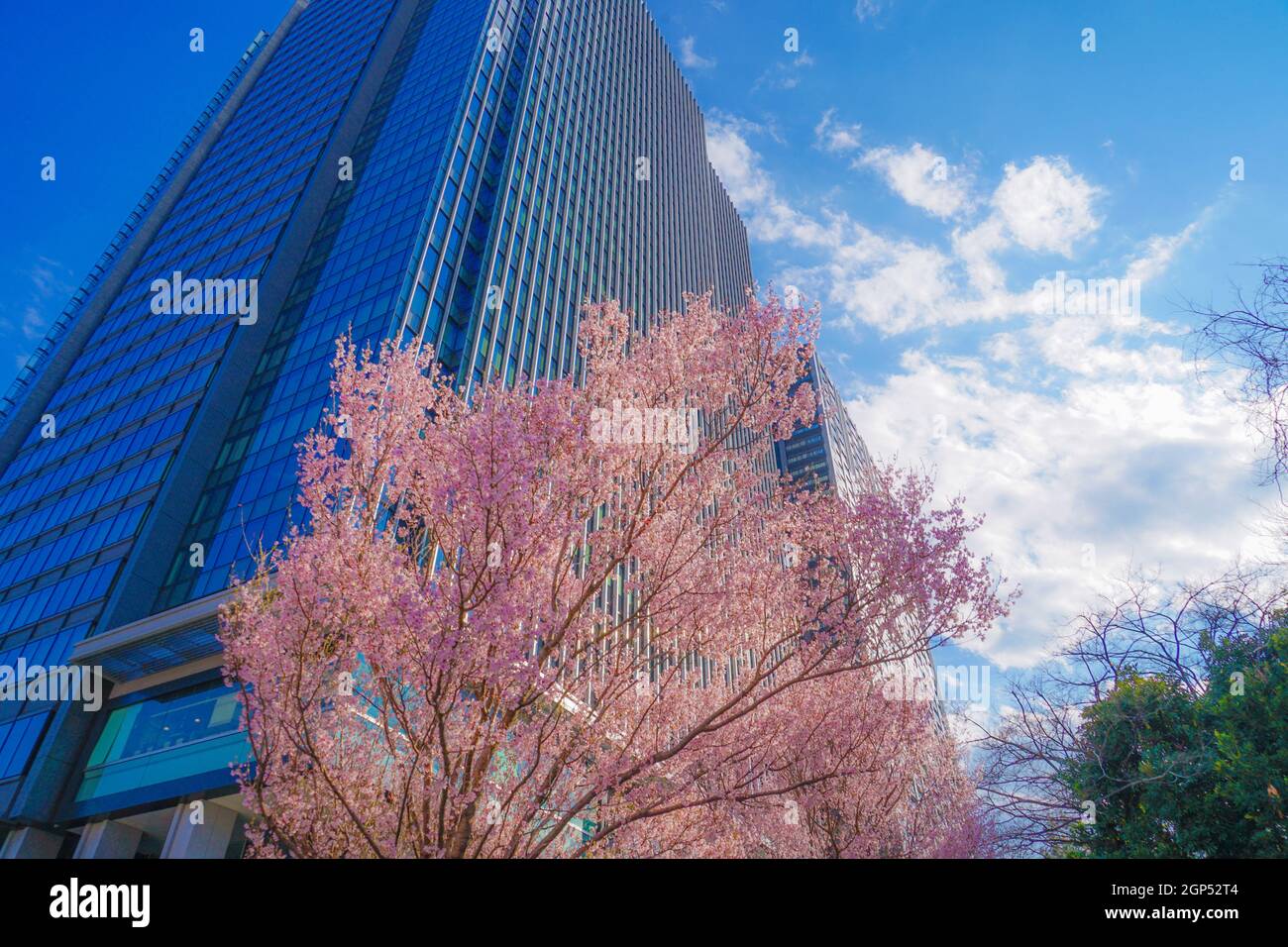Sakura of building group and the full bloom of Yotsuya. Shooting ...