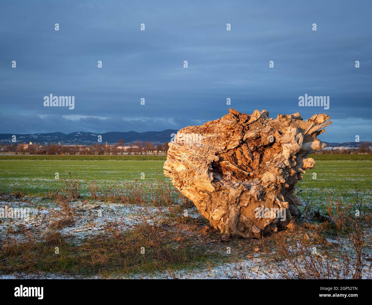 Orange glowing root trunk of a tree in morning sulight Stock Photo - Alamy