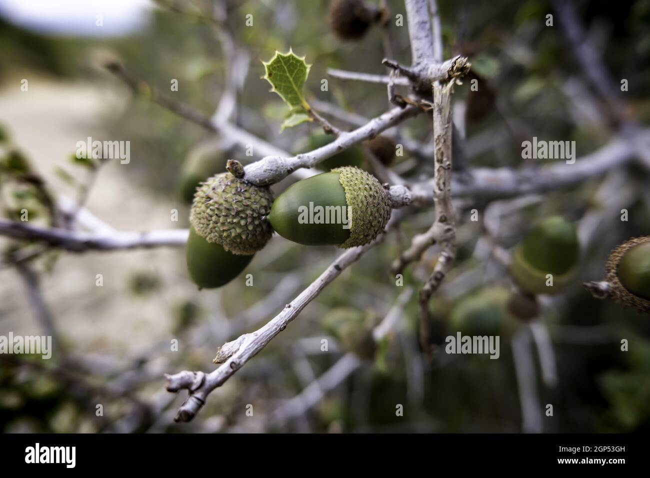 Detail of wild fruits in a forest in nature Stock Photo - Alamy