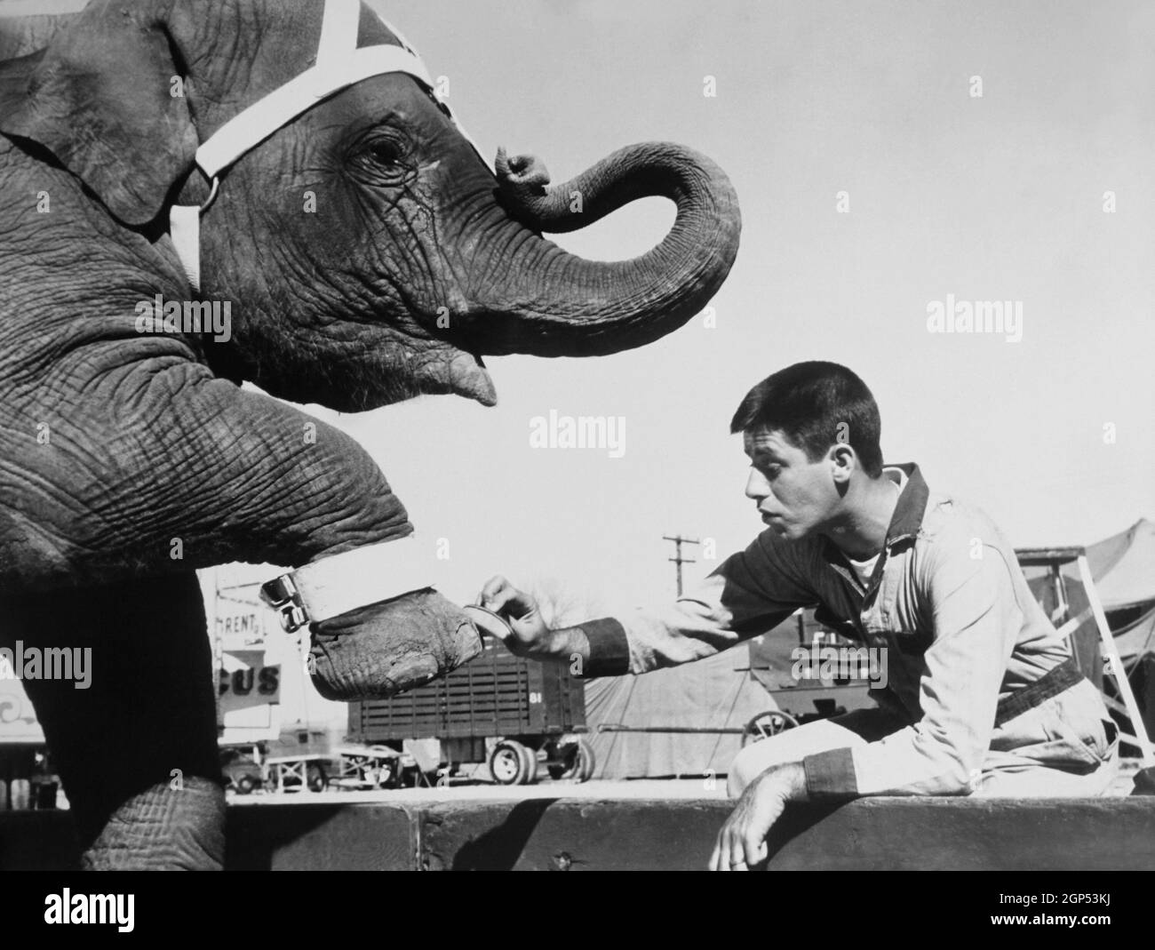 THREE RING CIRCUS, Jerry Lewis, 1954 Stock Photo - Alamy