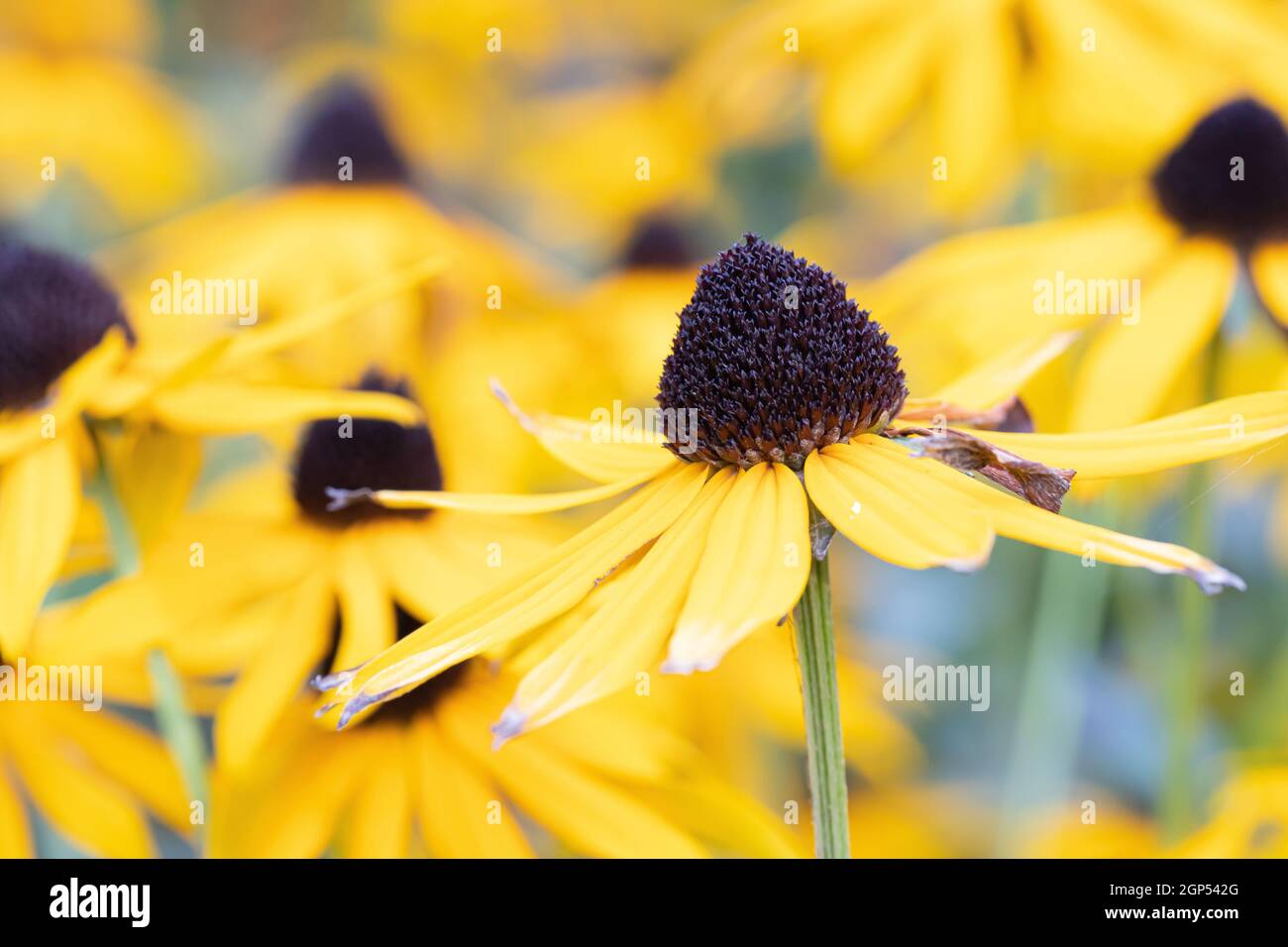 Beautiful fresh yellow flowers outdoors Stock Photo - Alamy