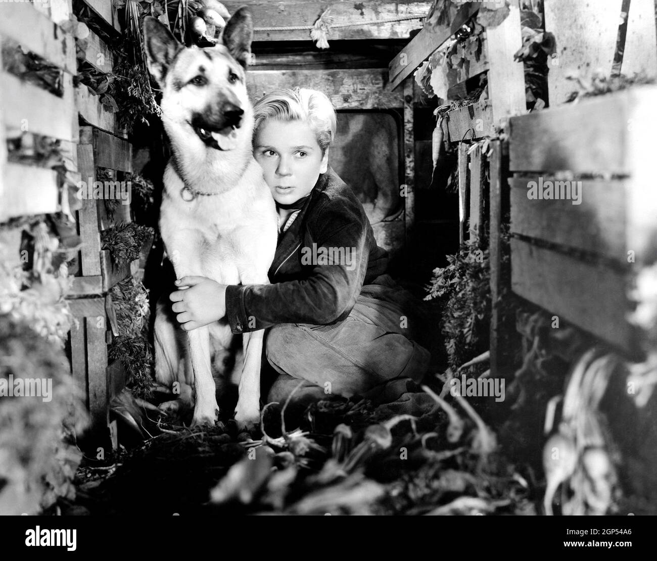 TOUGH GUY, Jackie Cooper, with Rin Tin Tin, Jr., 1936 Stock Photo - Alamy