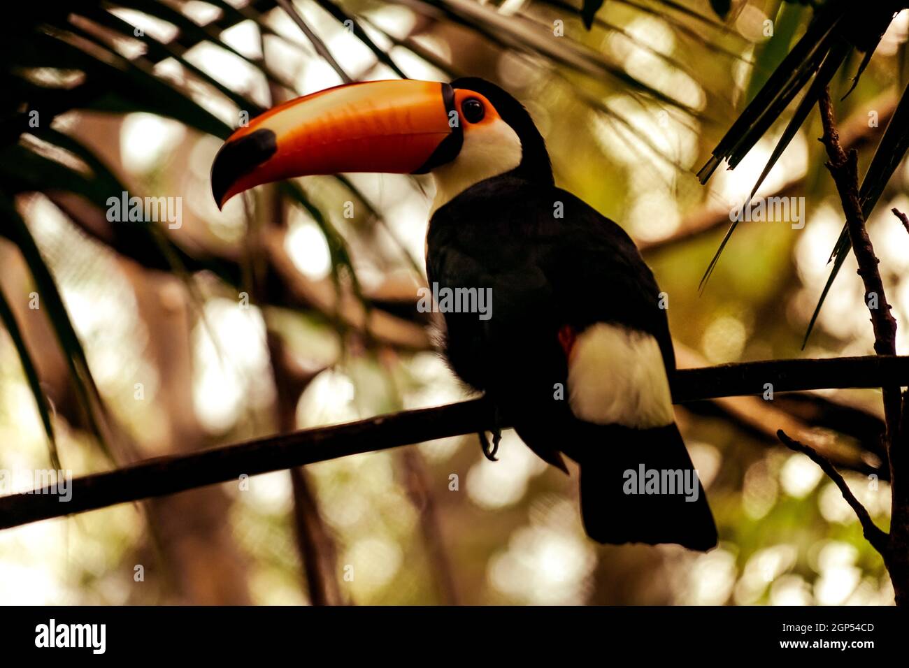 Toco Toucan (colorful tropical bird). Shooting Location: Singapore ...
