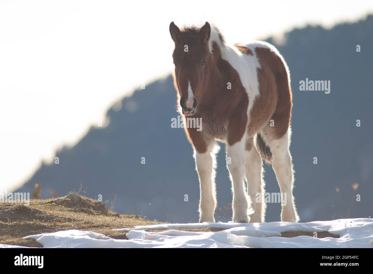 Equus ferus spain hi-res stock photography and images - Alamy