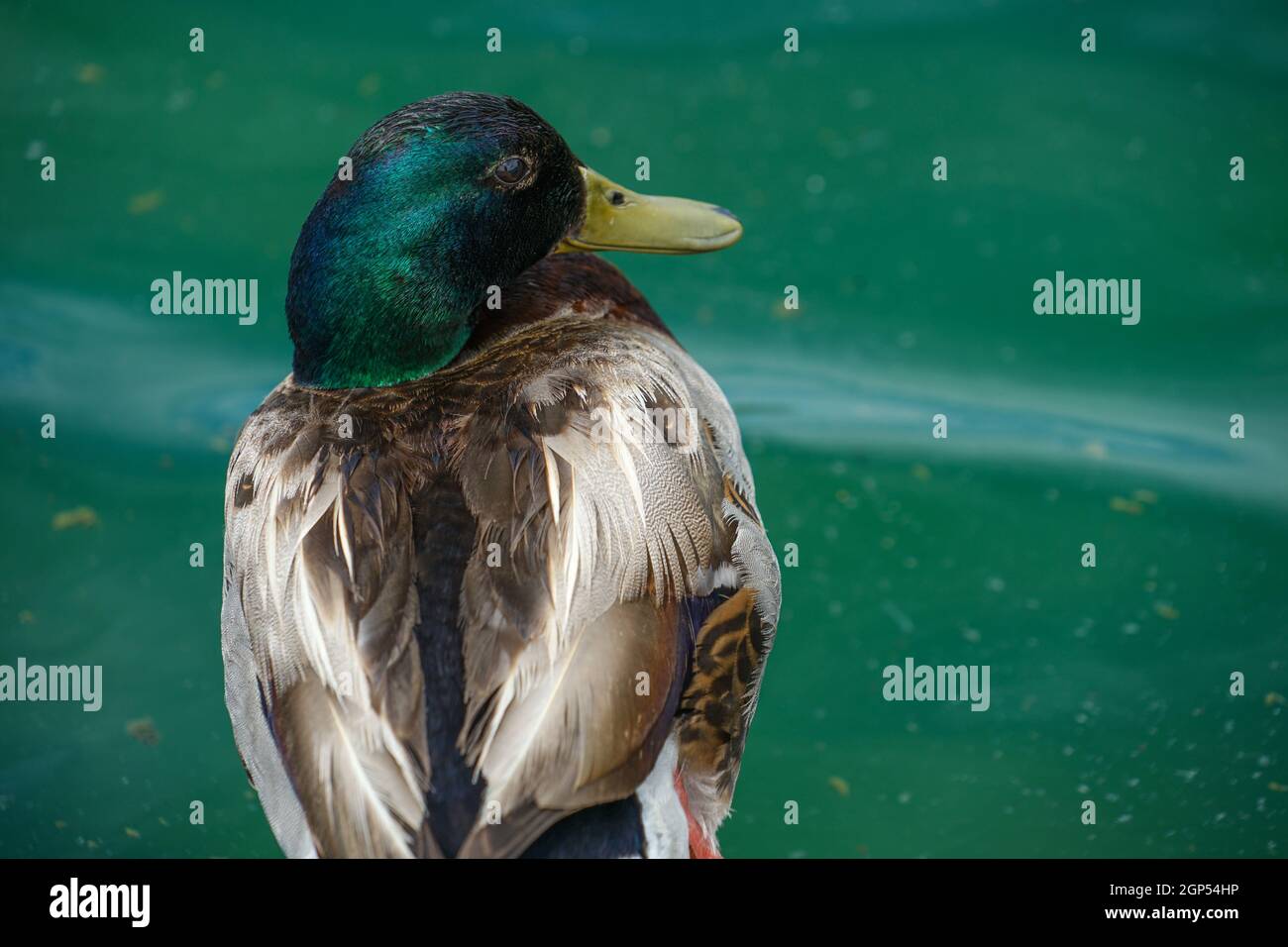 Duck image. Shooting Location: Musashino-shi, Tokyo Stock Photo - Alamy