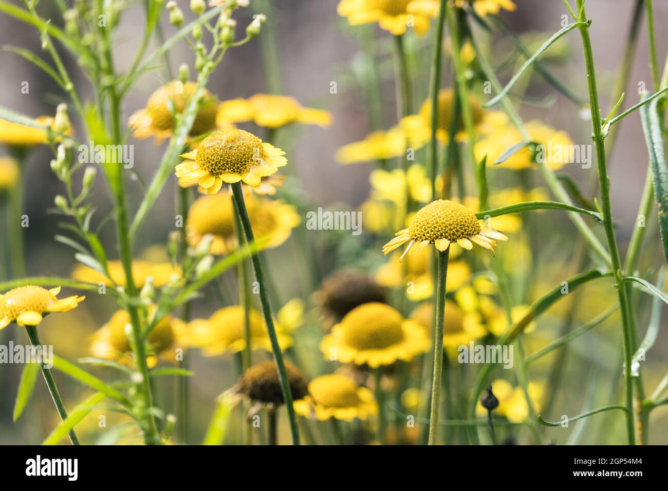 Beautiful fresh yellow flowers in a field Stock Photo - Alamy