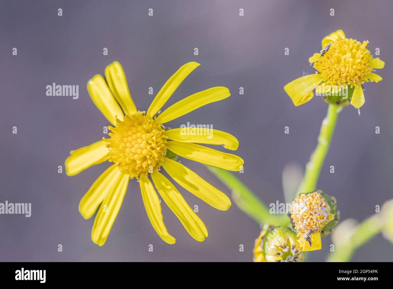 Beautiful fresh yellow flowers outdoors Stock Photo - Alamy