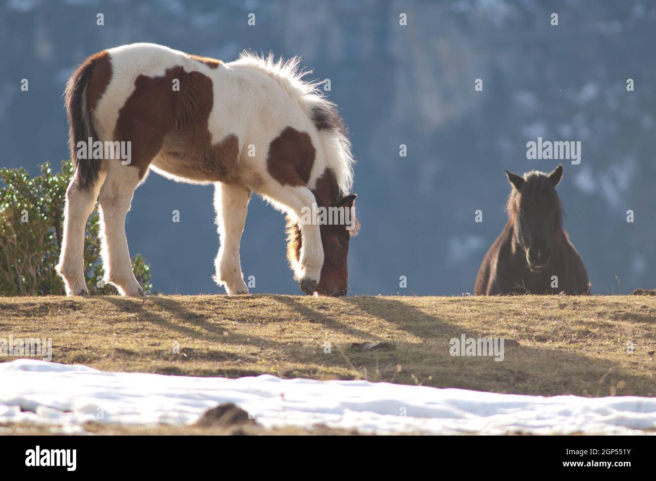 Ponies Equus ferus caballus in Pyrenees. Huesca. Aragon. Spain Stock ...