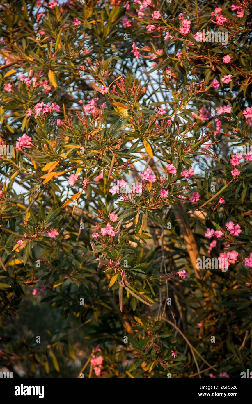 Beautiful pink flowering trees in Greece in Halkidiki. White and pink ...