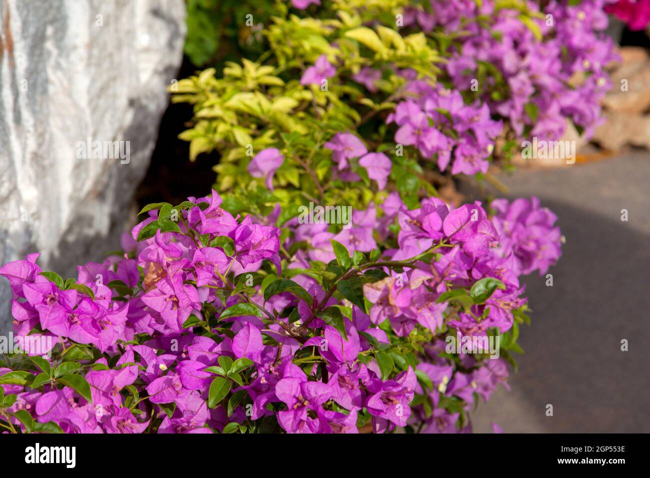Beautiful pink flowering trees in Greece in Halkidiki. White and pink ...