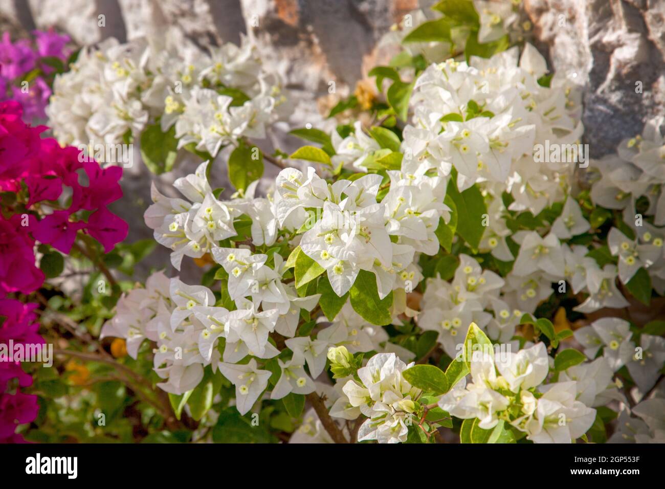 Beautiful pink flowering trees in Greece in Halkidiki. White and pink ...