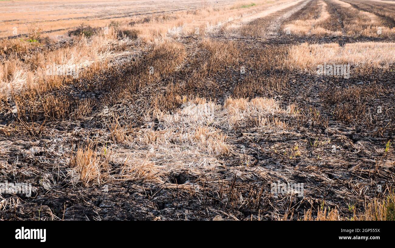Fire on field burning branches hi-res stock photography and images - Alamy