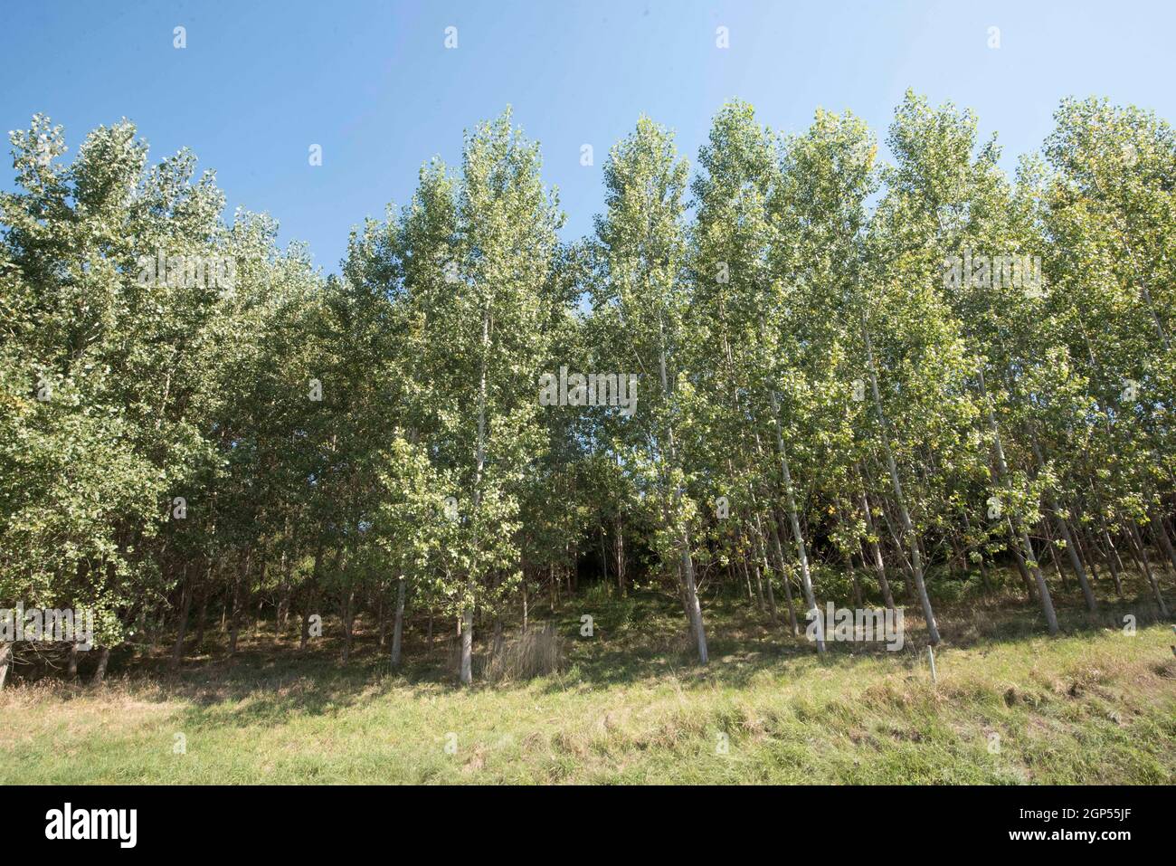 Residual habitat hi-res stock photography and images - Alamy