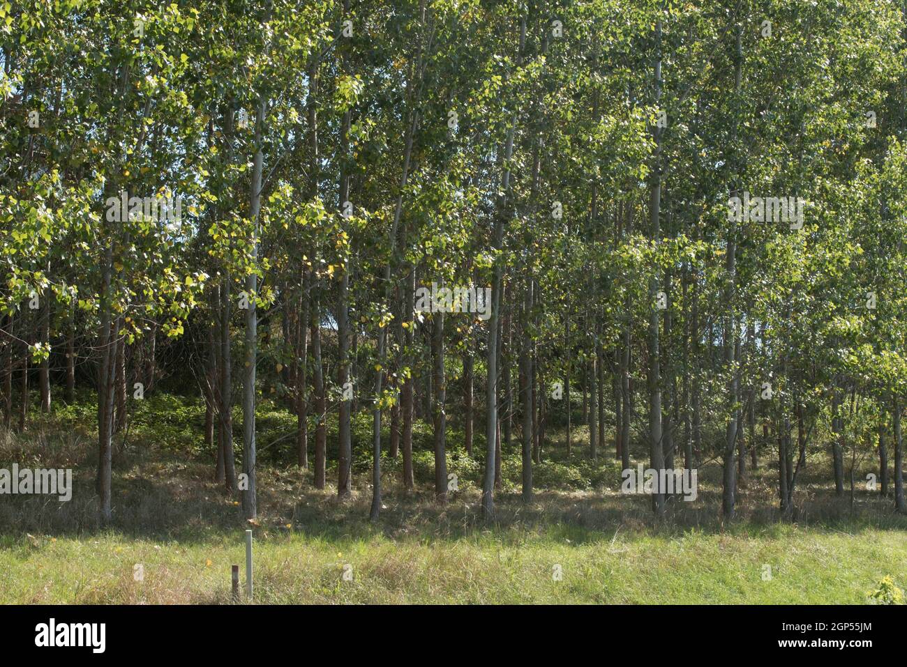 poplar trees as energy wood growing in a short plantation Stock Photo ...