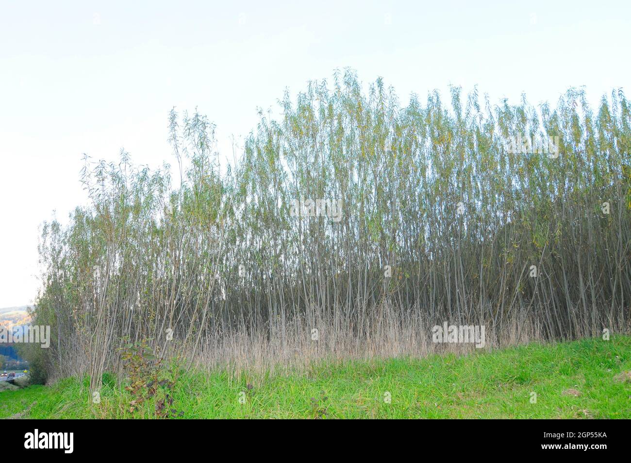 Short rotation forestry hi-res stock photography and images - Alamy