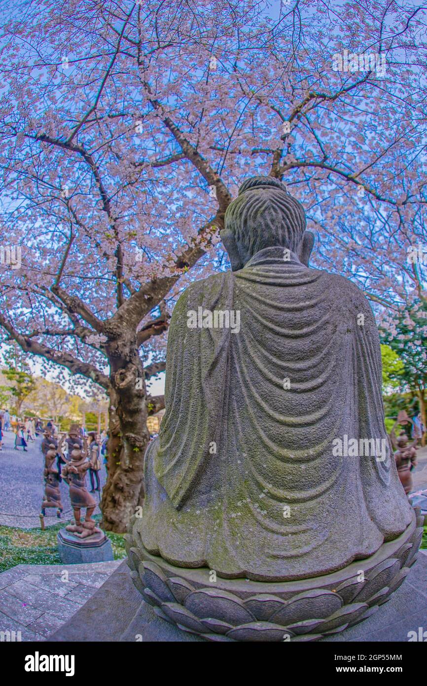 Full bloom of the cherry tree and Kamakura Hasedera landscape. Shooting ...