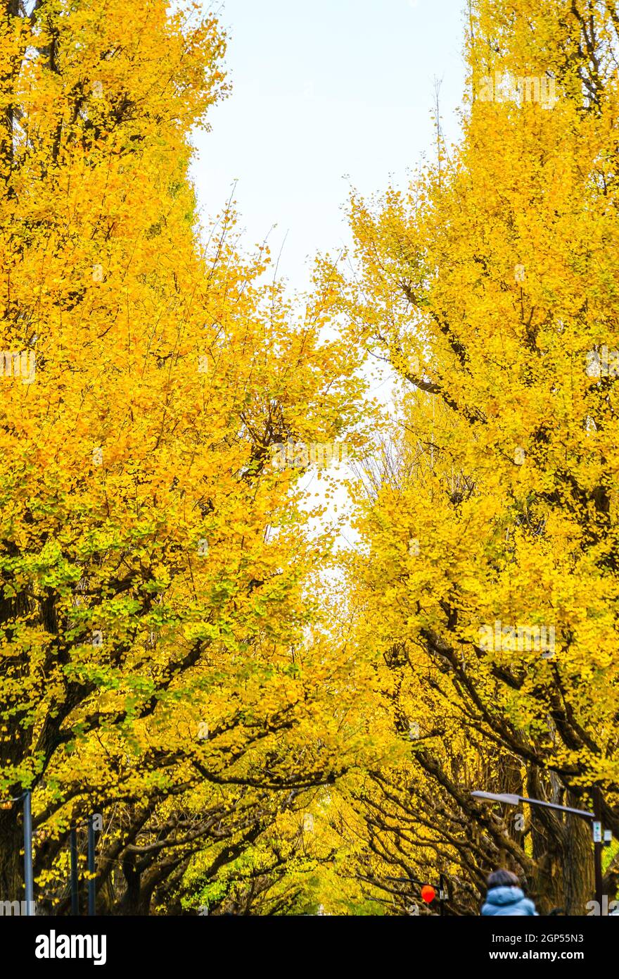 Ginkgo Shrine outer garden ginkgo row of trees. Shooting Location ...