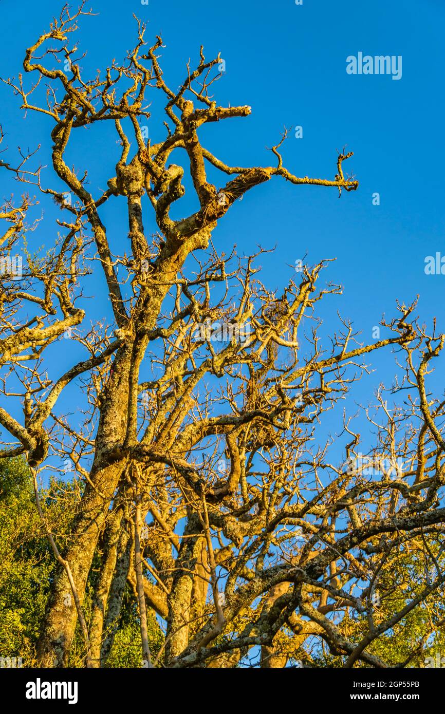 Ombu trees at arequita national park, lavalleja, uruguay Stock Photo ...