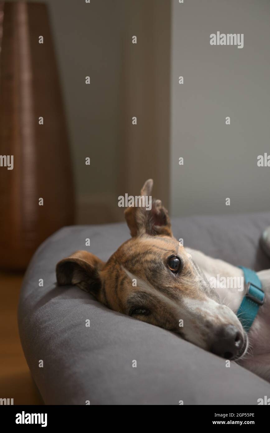 Are Greyhounds Lazy