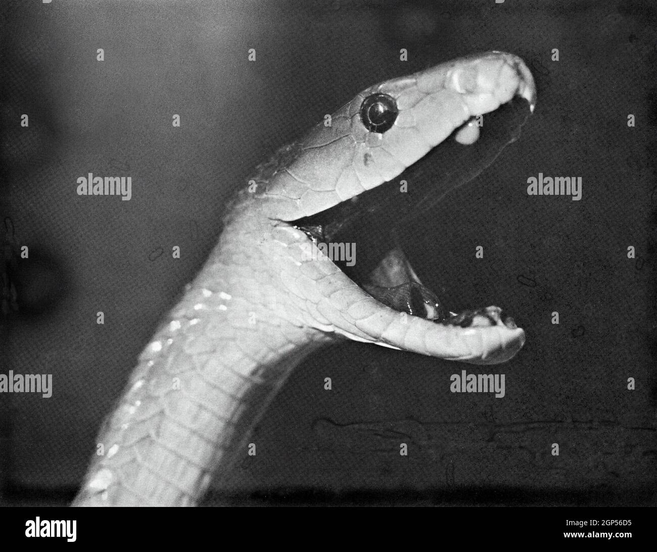 VENOM, 1981. ©Paramount/Courtesy Everett Collection Stock Photo - Alamy